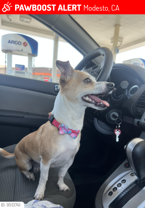 Modesto, CA Lost Male Dog, Canela Is Missing | PawBoost