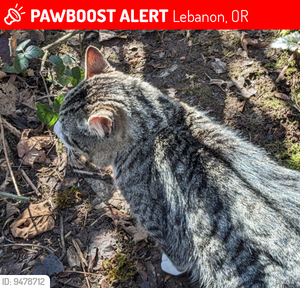 Lebanon, OR Lost Male Cat, TIPPER Is Missing | PawBoost