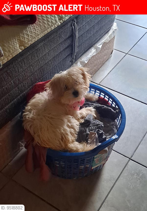 Houston, TX Lost Female Dog, Princess Is Missing | PawBoost