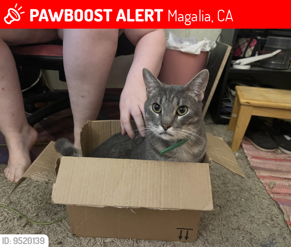 Magalia, CA Lost Male Cat, Maverick Is Missing | PawBoost