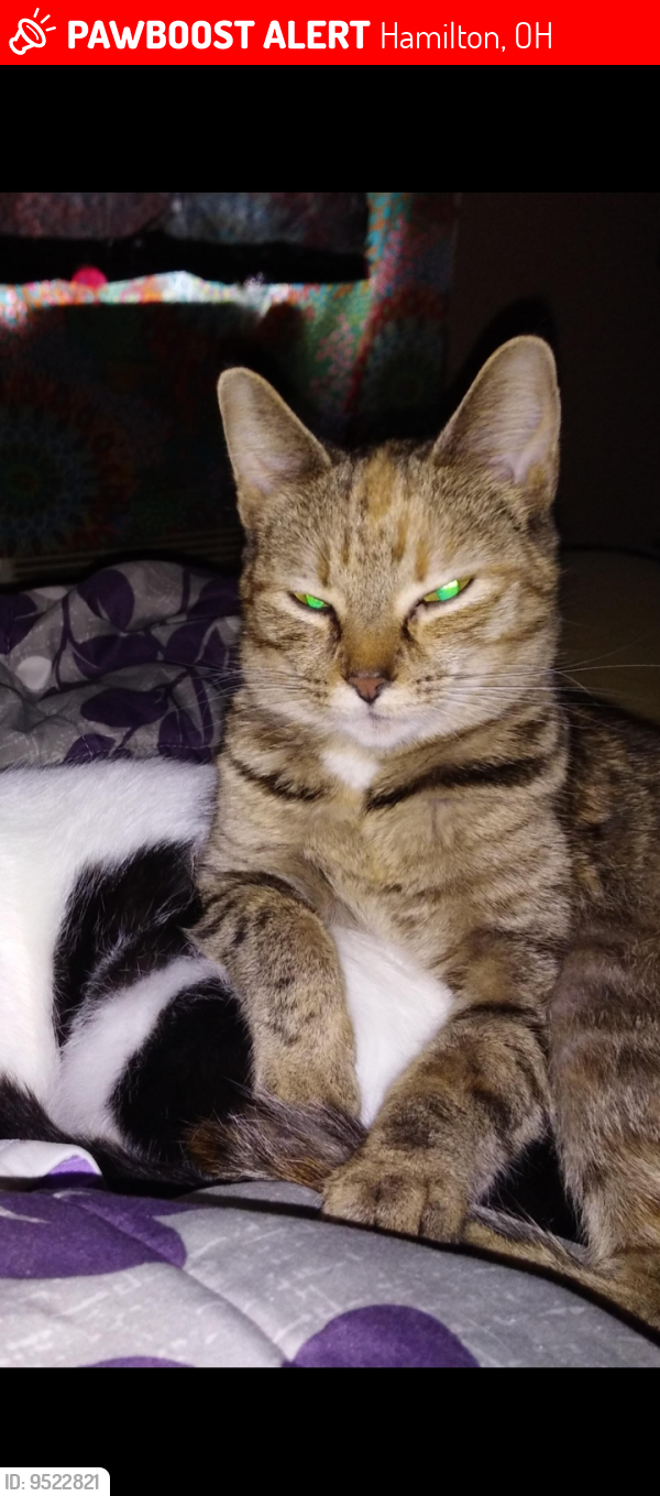 Hamilton, OH Lost Female Cat, Gizzy Is Missing | PawBoost