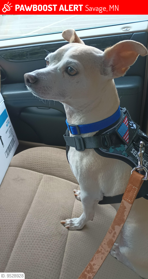 Savage, MN Lost Male Dog, Diego Is Missing | PawBoost
