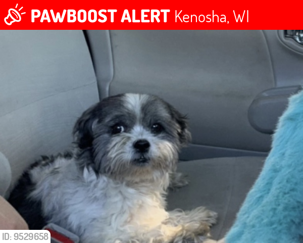 Kenosha, WI Lost Female Dog, Chiquis Is Missing | PawBoost