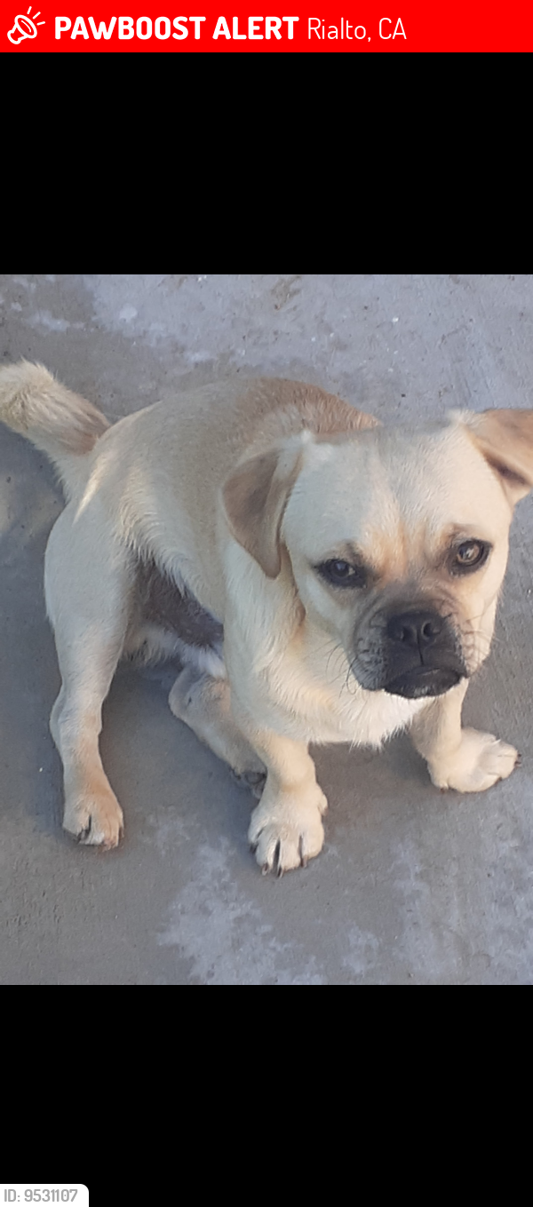 Rialto, CA Lost Male Dog, Rubble/roro Is Missing | PawBoost
