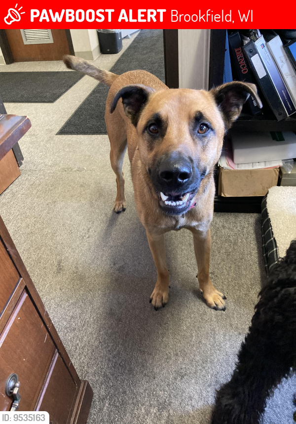 Brookfield, WI Lost Male Dog, Sheldon Is Missing | PawBoost