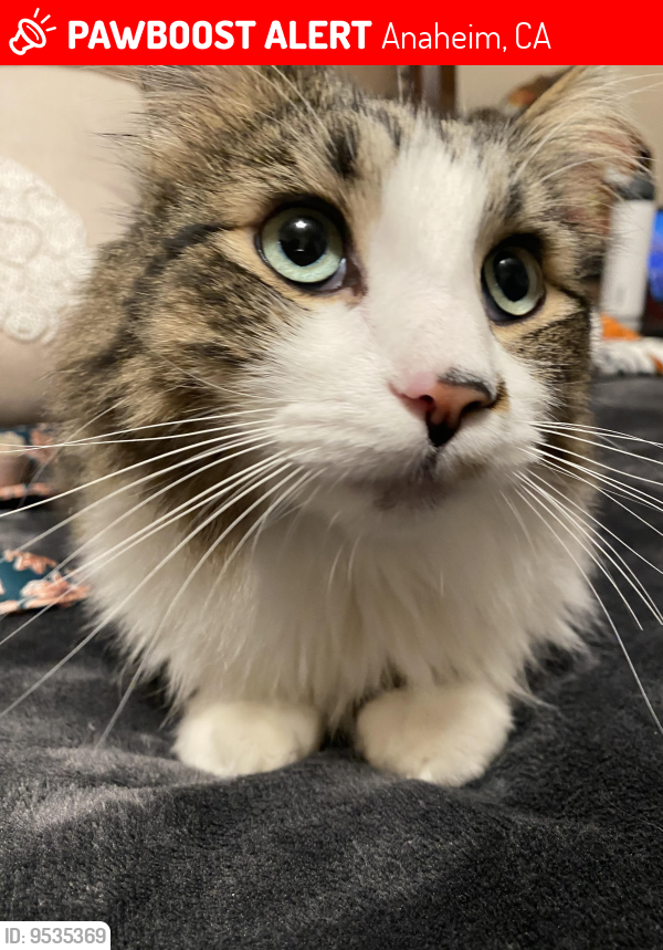 Anaheim, CA Lost Male Cat, Michi Is Missing | PawBoost