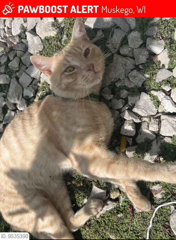 Muskego, WI Lost Male Cat, Sunny Is Missing | PawBoost