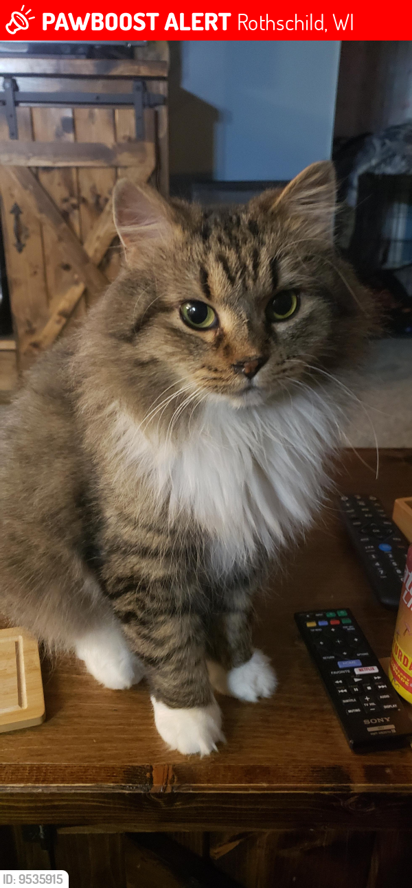 Rothschild, WI Lost Female Cat, Kitty Girl Is Missing | PawBoost