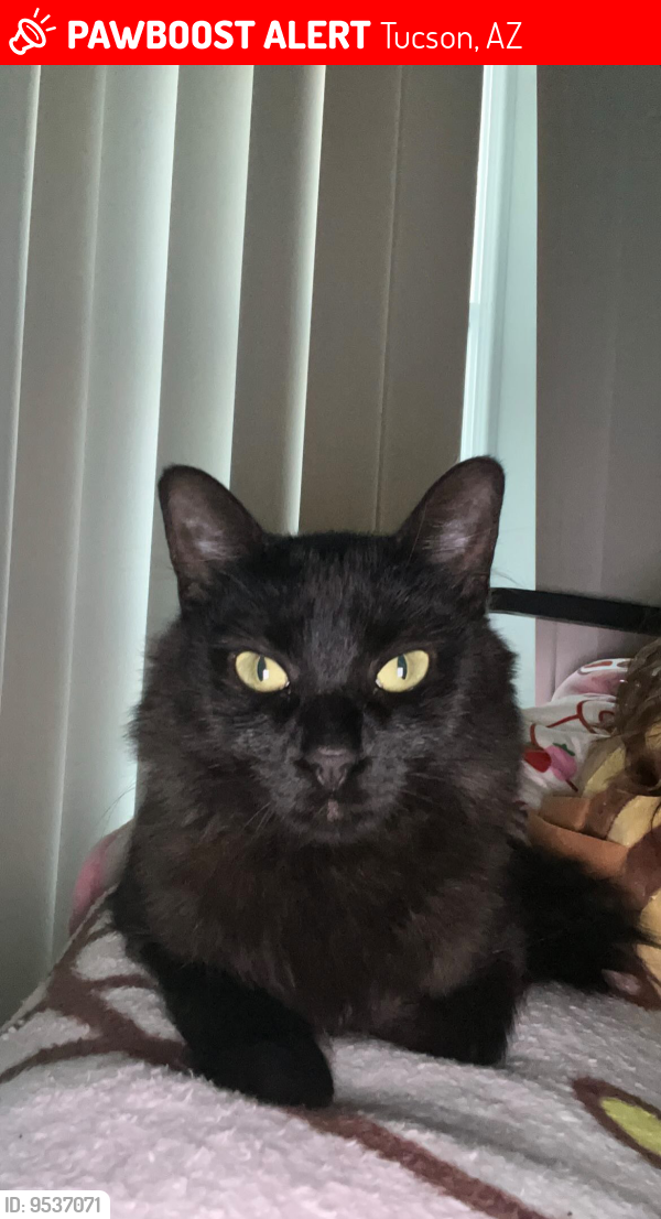 Lost Female Cat in Tucson, AZ 85719 Named Molly (ID: 9537071) | PawBoost