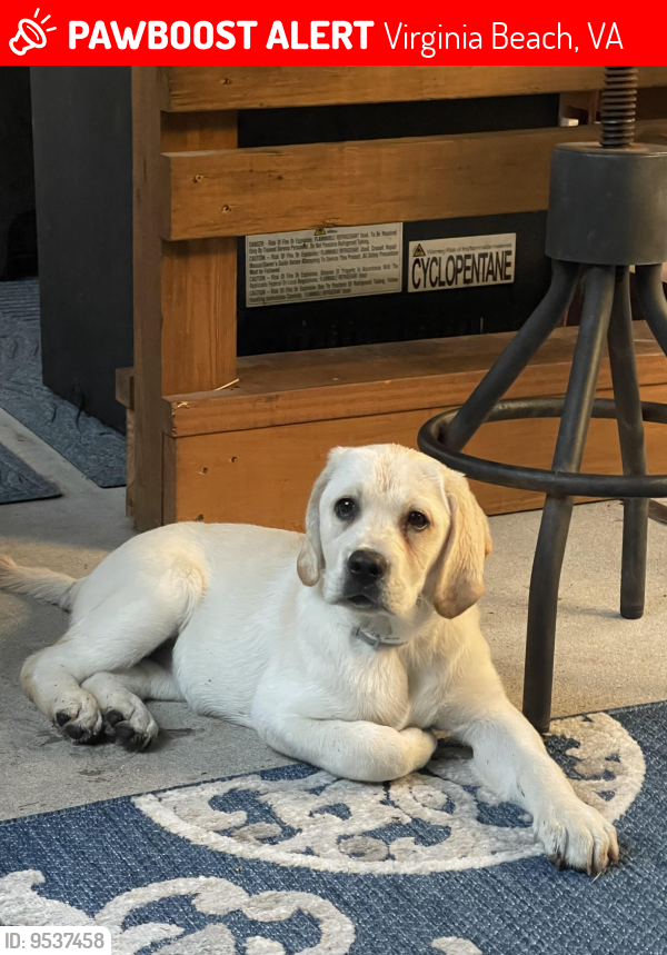 Virginia Beach, VA Lost Female Dog, Lilo Is Missing | PawBoost