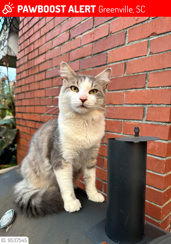 Greenville, SC Lost Male Cat, Mr. Kitty Is Missing | PawBoost