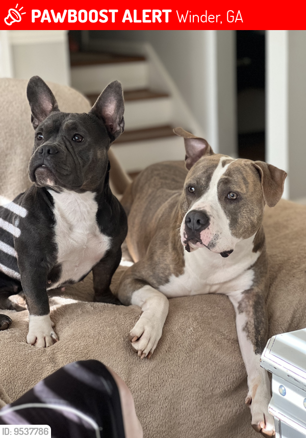 Winder, GA Lost Female Dog, Luna Is Missing | PawBoost