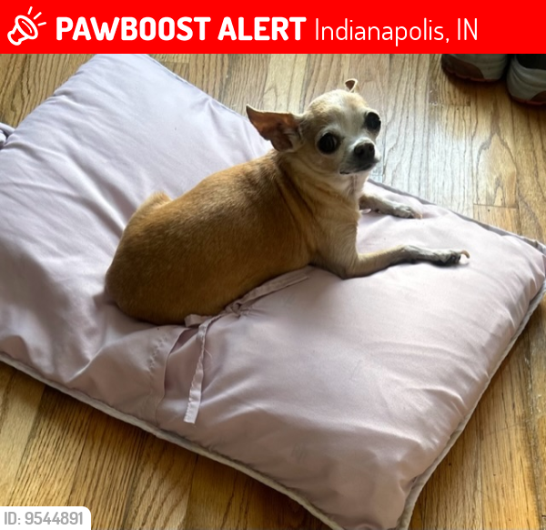 Indianapolis, IN Lost Female Dog, Princess Is Missing | PawBoost