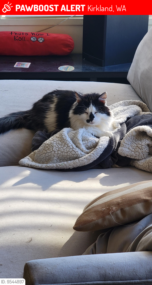 Kirkland, WA Lost Male Cat, Milkshake Is Missing | PawBoost