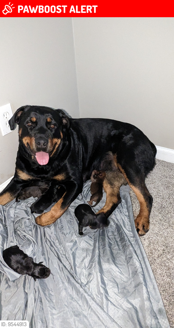 Lexington County, SC Lost Female Dog, Rubee Is Missing | PawBoost