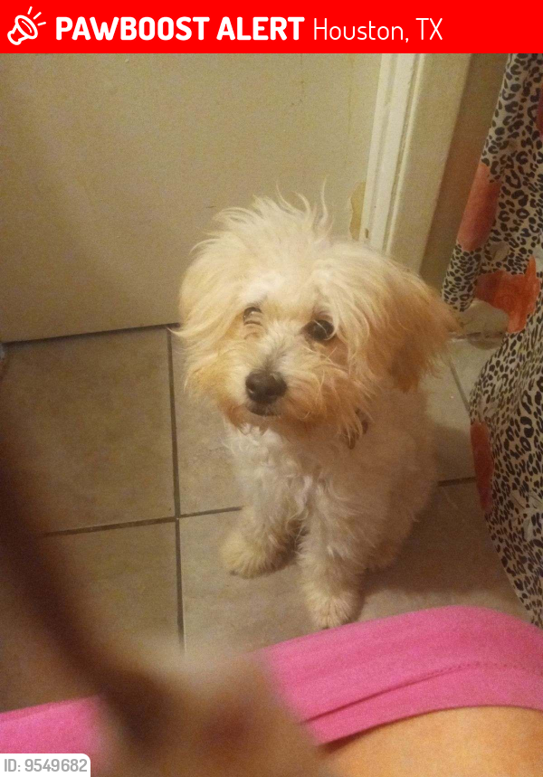 Houston, TX Lost Female Dog, Princess Is Missing | PawBoost