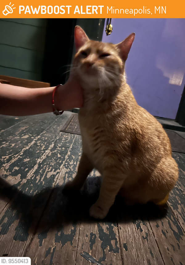 Rehomed Male Cat in Minneapolis, MN 55405 (ID: 69550413) | PawBoost