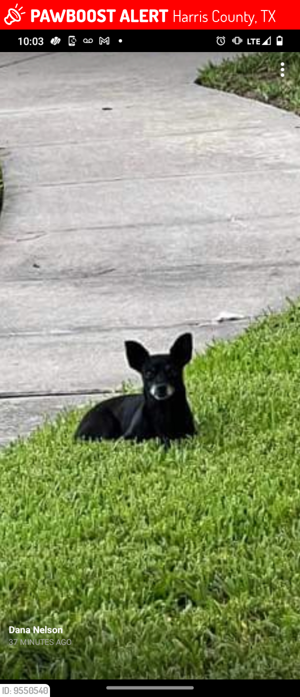 Harris County, TX Lost Female Dog, Aquila Is Missing | PawBoost