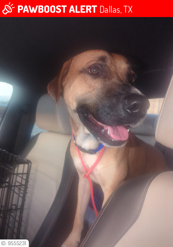 Dallas, TX Lost Male Dog, Leonard Is Missing | PawBoost