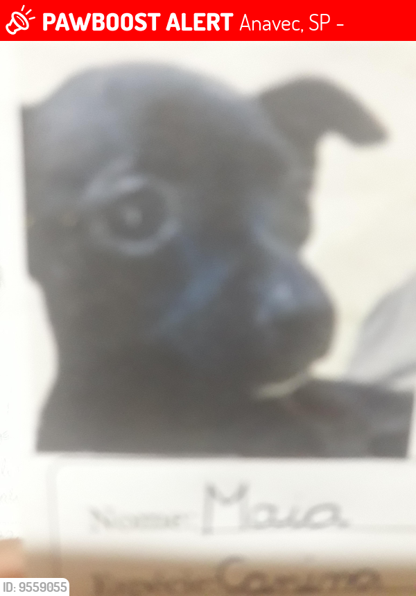 Anavec, SP Lost Female Dog, Maia Is Missing | PawBoost