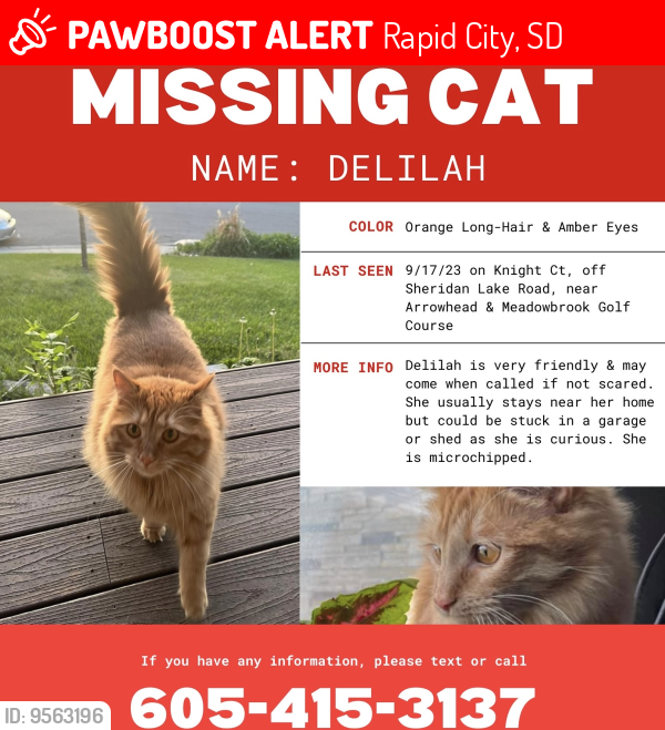 Rapid City, SD Lost Female Cat, Delilah Is Missing | PawBoost