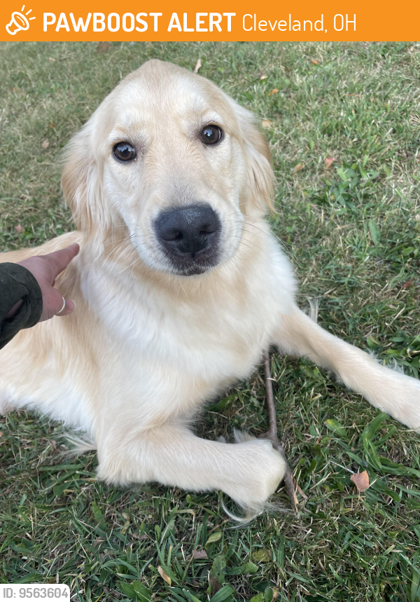 Cleveland, OH Stray Female Dog Found Near Fulton Rd /Brookside ...