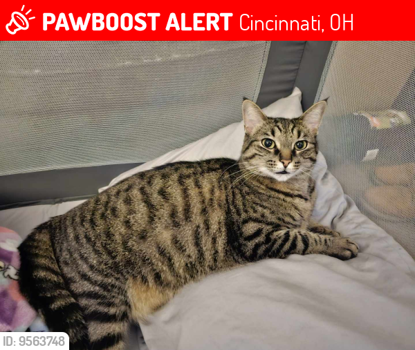 Cincinnati, OH Lost Female Cat, Luna Is Missing | PawBoost