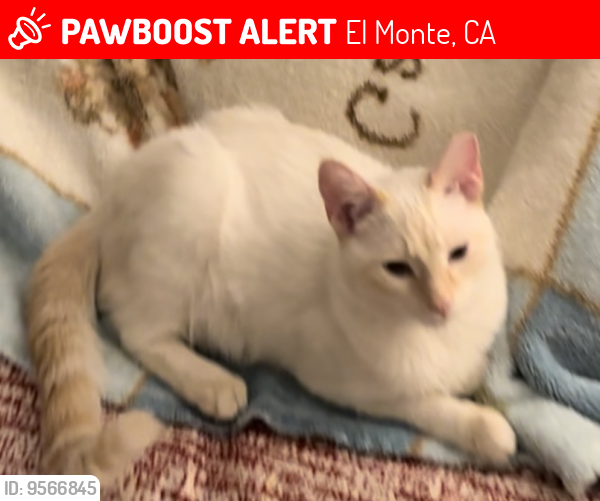 El Monte, CA Lost Male Cat, Milo Is Missing | PawBoost