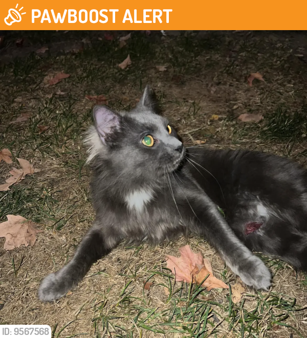 Hamilton County, OH Stray Male Cat Found Near Beechmont ave | PawBoost
