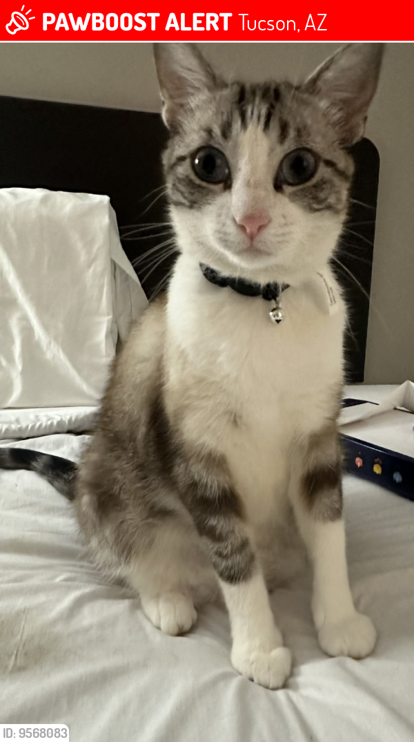 Tucson, AZ Lost Female Cat, Lorelai Is Missing | PawBoost