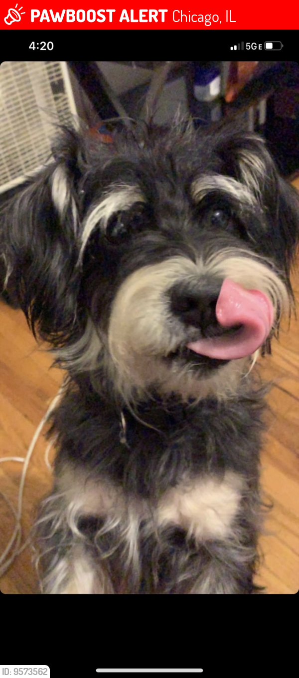 Chicago, IL Lost Male Dog, Max Is Missing | PawBoost