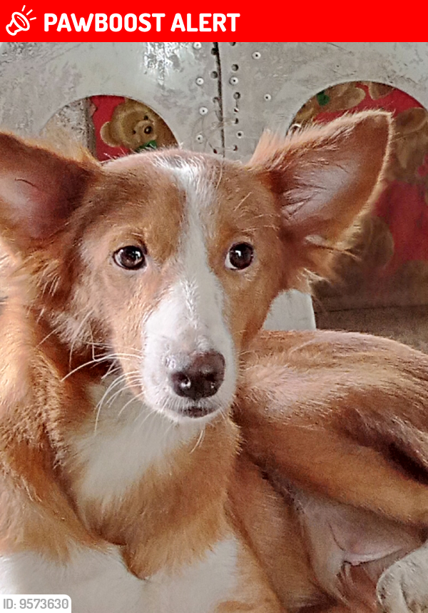 Davao City, Davao Region Lost Female Dog, Pipay Is Missing | PawBoost