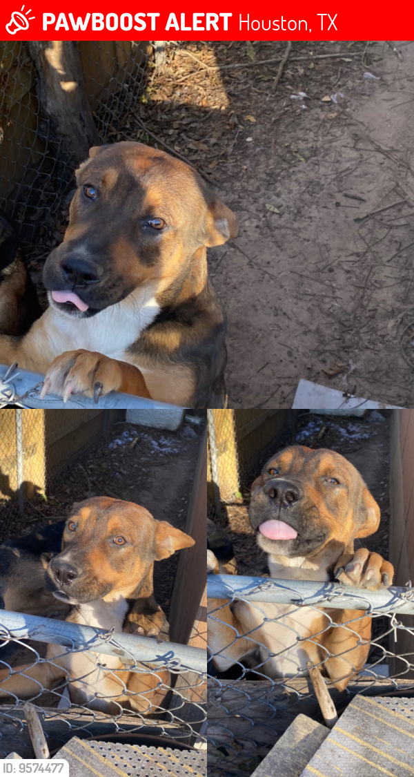 Houston, TX Lost Male Dog, Max/chucho Is Missing | PawBoost