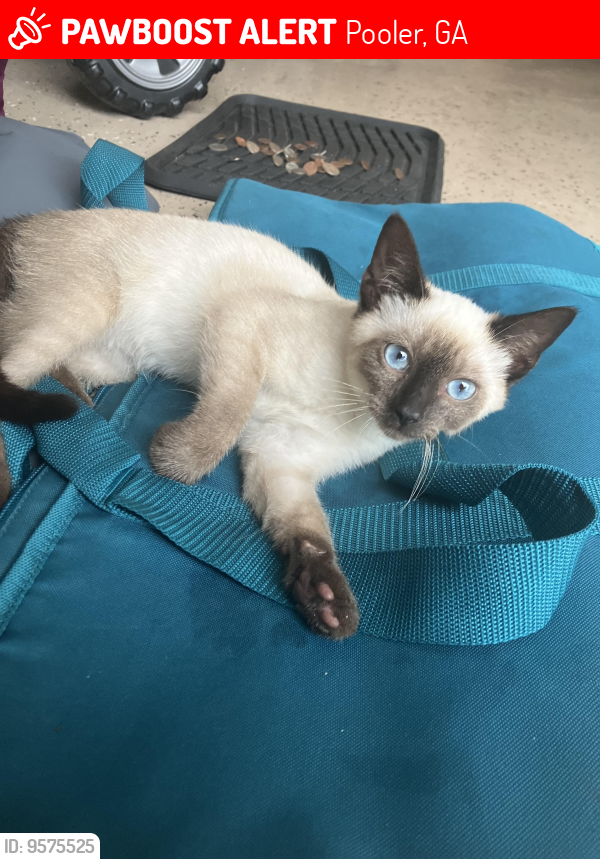 Pooler, GA Lost Male Cat, Benjamin Is Missing | PawBoost
