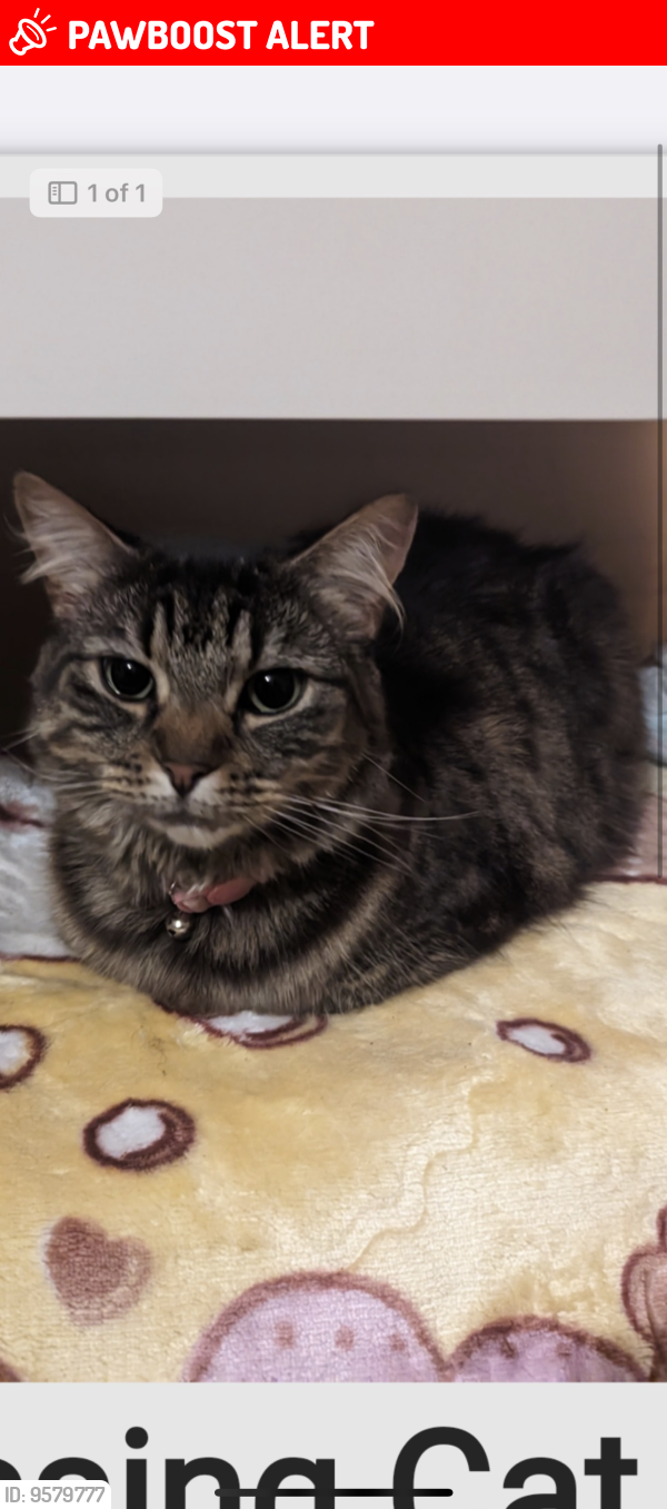 Greater London, England Lost Female Cat, Mochi Is Missing | PawBoost