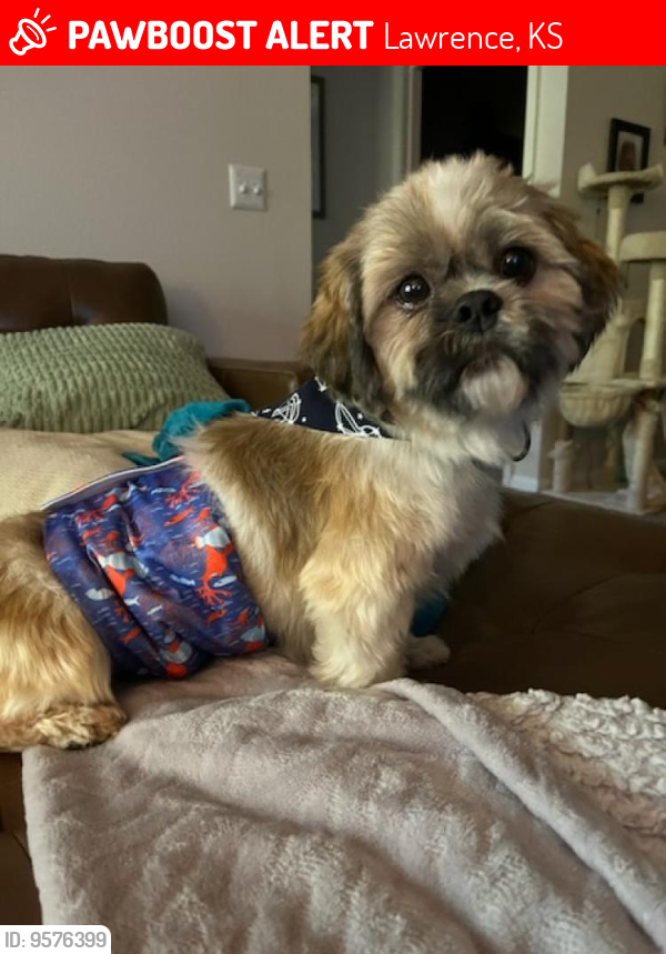 Lawrence, KS Lost Male Dog, Pablo Neruda Is Missing | PawBoost