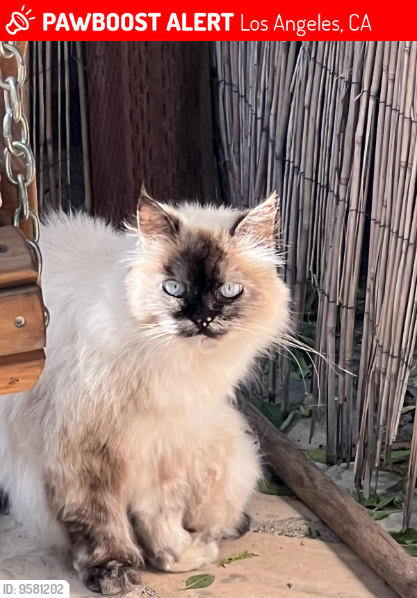 Lost Female Cat in Los Angeles, CA 90066 Named Ice (ID: 9581202) | PawBoost