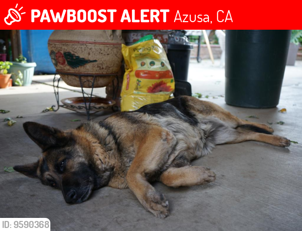 Azusa, CA Lost Female Dog, Alpha Is Missing | PawBoost
