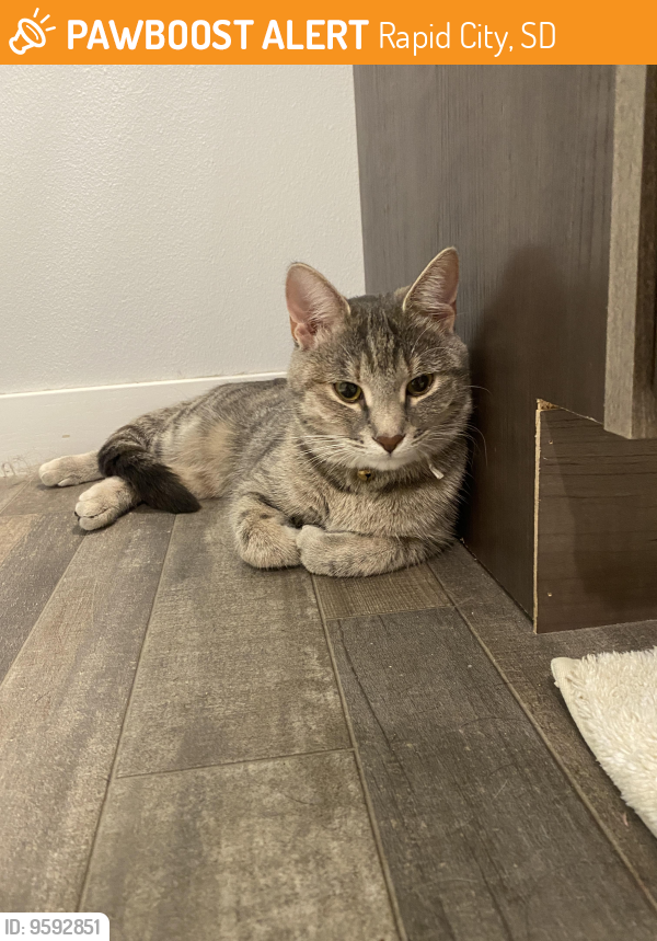 Rapid City, SD Stray Female Cat Found Near Red Rock apmts, South Rapid ...