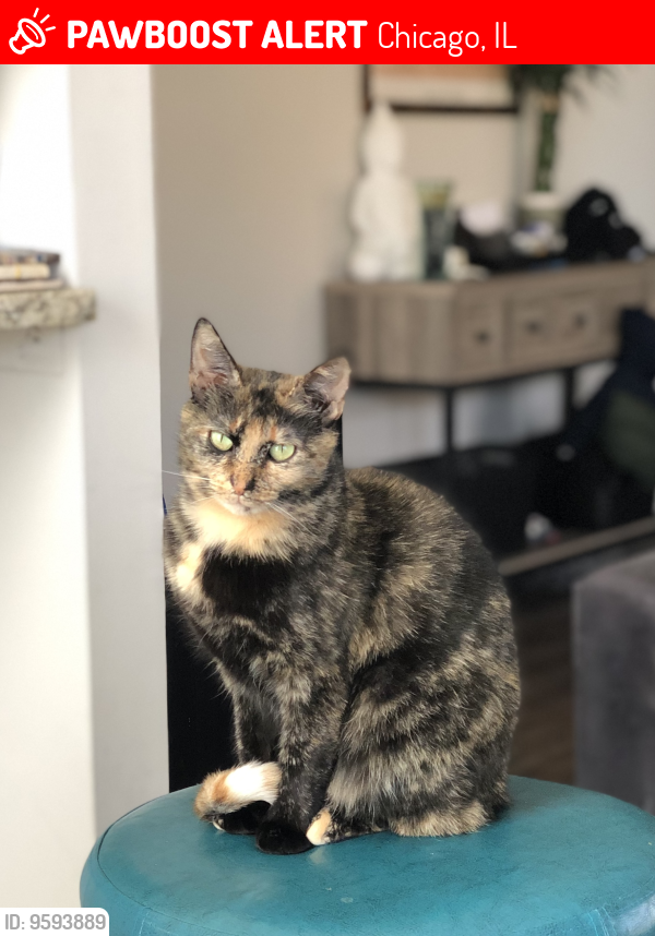 Chicago, IL Lost Female Cat, Mishka Is Missing | PawBoost