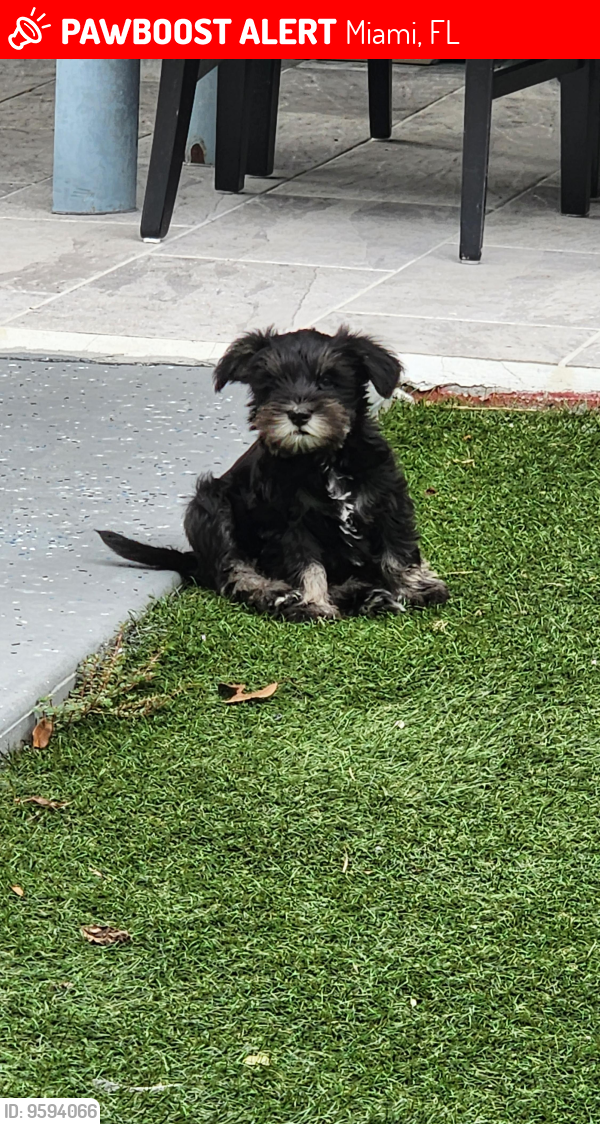 Miami, FL Lost Male Dog, Max Is Missing | PawBoost