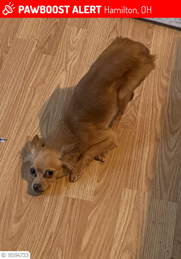 Hamilton, OH Lost Female Dog, Guayaba Is Missing | PawBoost