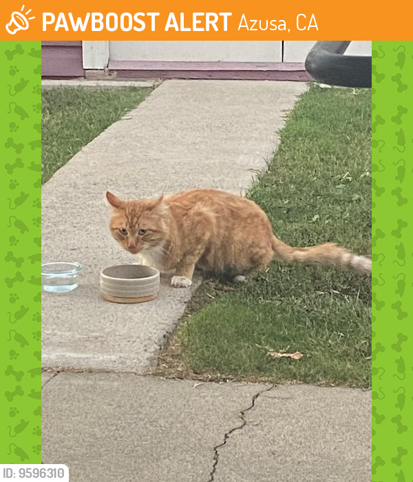 Azusa, CA Stray Cat Found Near barranca and mauna loa avenue | PawBoost