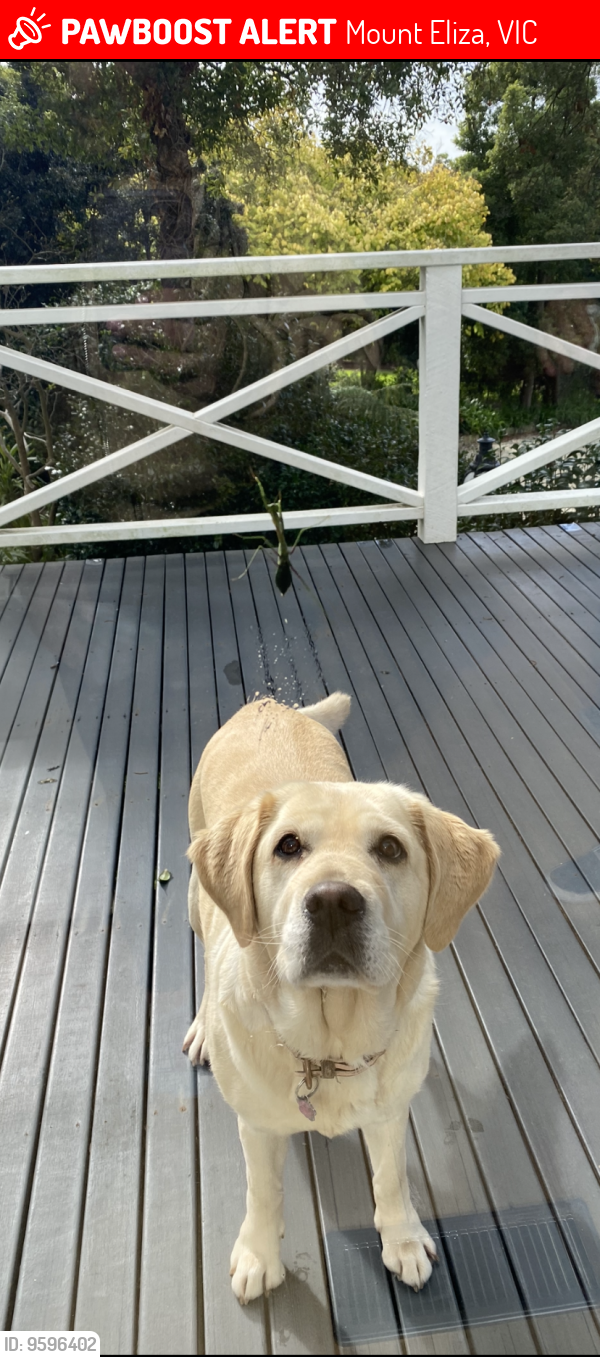 Mount Eliza, VIC Lost Female Dog, Sandi Is Missing | PawBoost