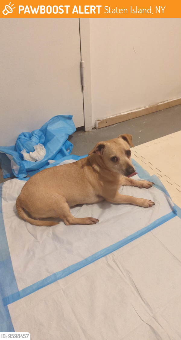 Staten Island, NY Stray Male Dog Found Near Lafayette ave and Cassidy ...