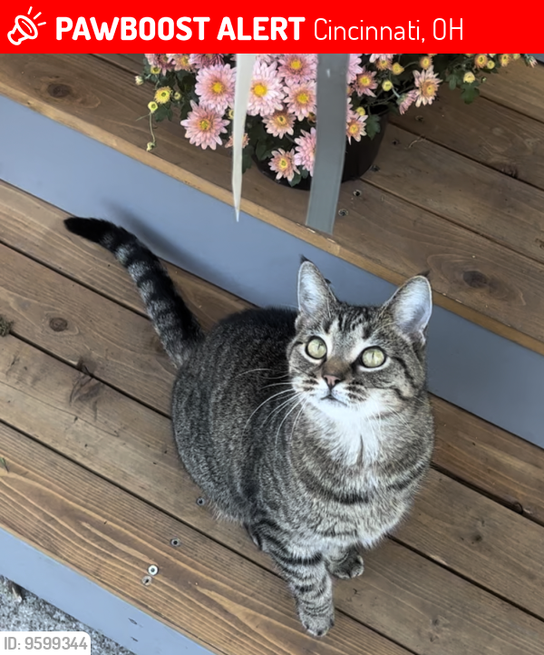 Cincinnati, OH Lost Female Cat, Chloe Is Missing | PawBoost