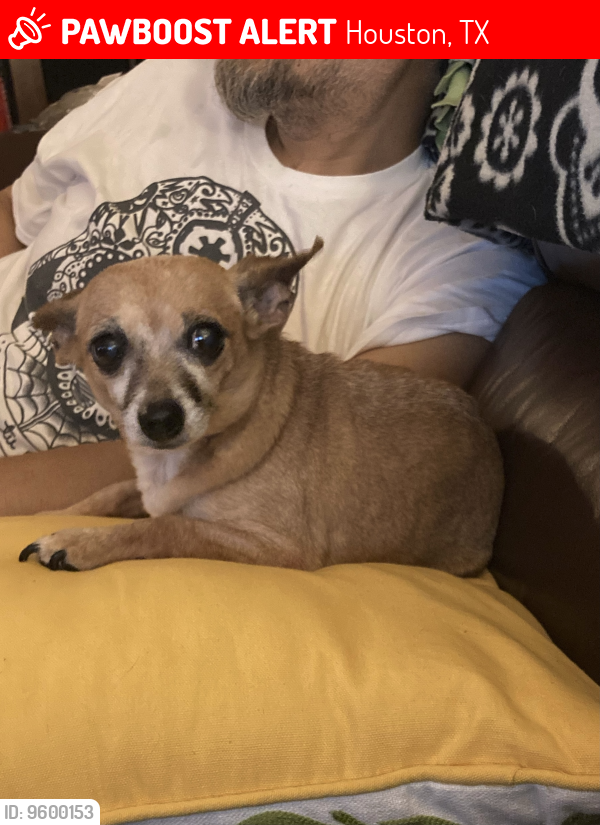 Houston, TX Lost Female Dog, Baby Is Missing | PawBoost