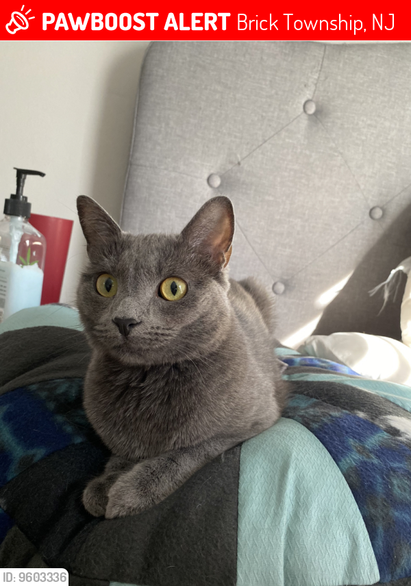 Brick Township, NJ Lost Female Cat, Venice Is Missing | PawBoost
