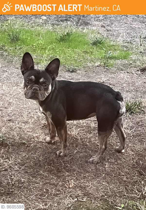 Martinez, CA Stray Female Dog Found Near La veranda place, Martinez ...