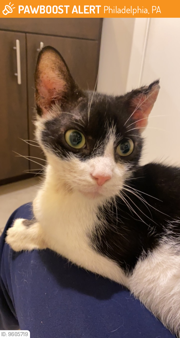 Philadelphia, PA Stray Cat Found Near 12th and Fitzwater | PawBoost
